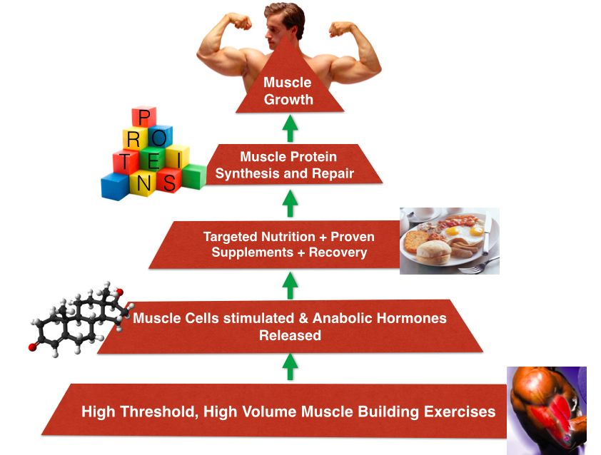 How Muscle Grows The Amazing Science Of Muscle Growth